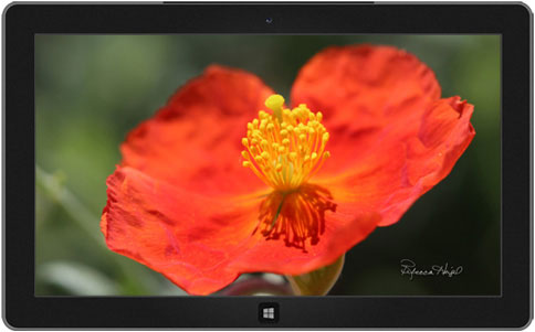Download Spring Blooms Theme - MajorGeeks