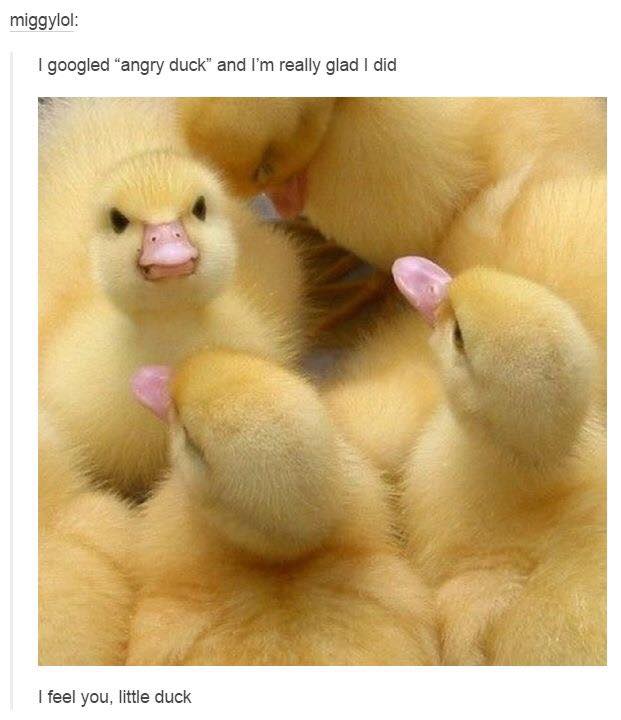 Angry Advice Duck