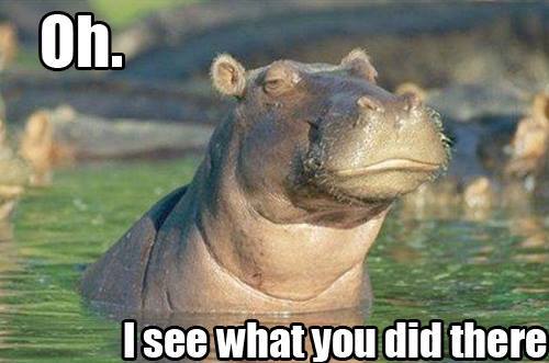 Random Photo: Hippo Jokes - MajorGeeks
