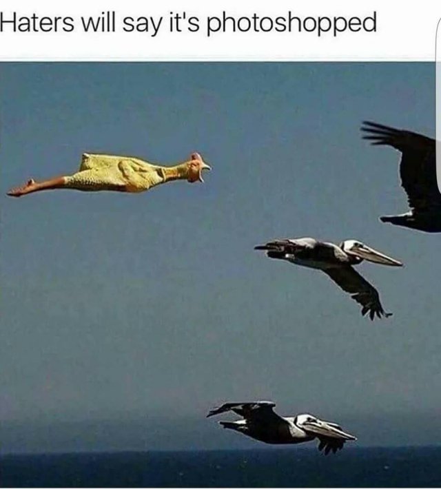 Random Photo: Haters Gonna Hate - MajorGeeks