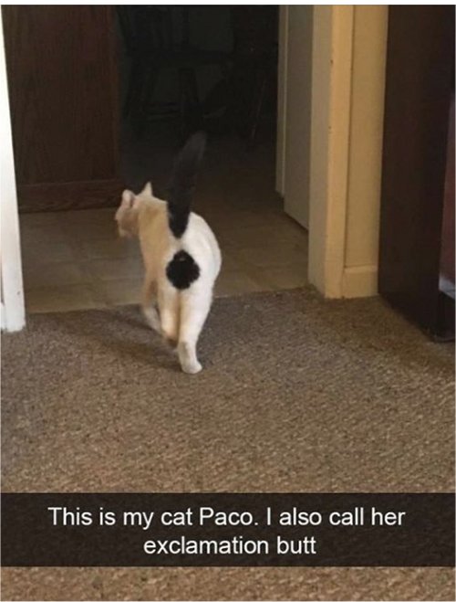 Random Photo: Caturday! - MajorGeeks