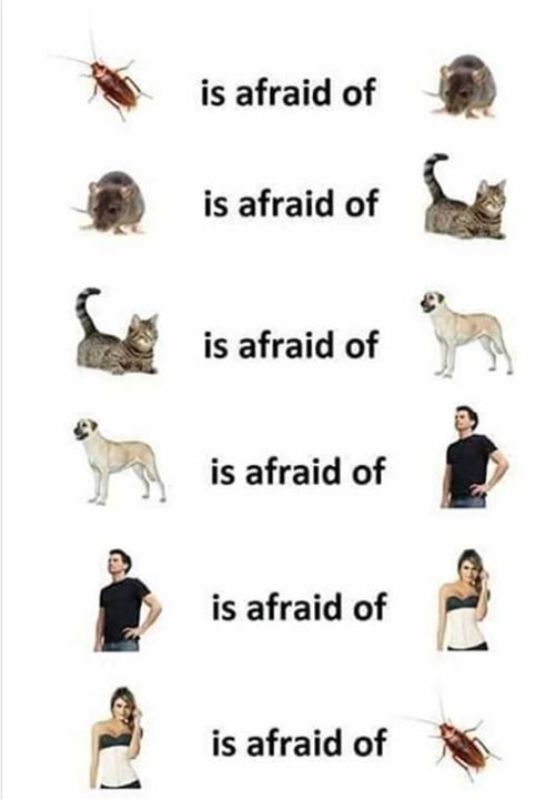 Random Photo: Circle of Fear - MajorGeeks