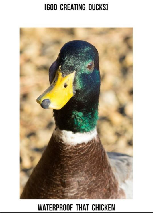 Random Photo: Duck, God - MajorGeeks