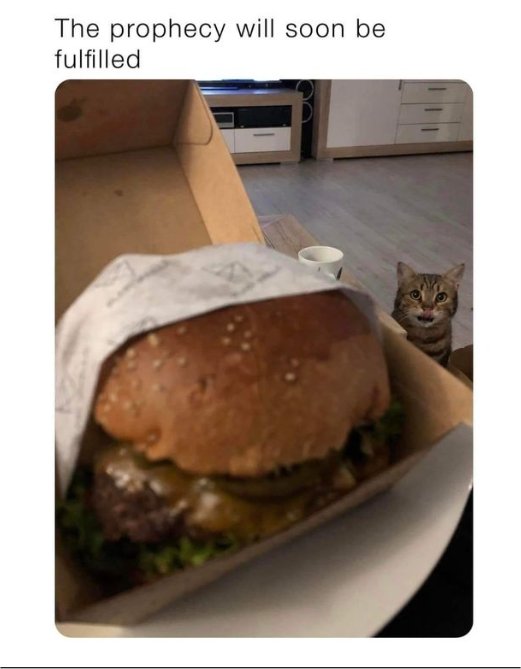 Random Photo: Caturday Prophecy - MajorGeeks