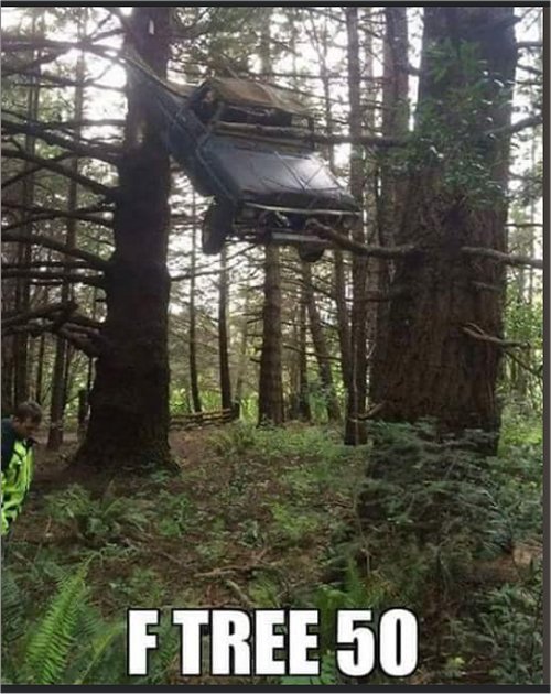 Random Photo: F Tree Fifty - MajorGeeks