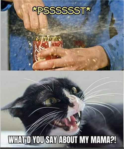 Random Photo: Pssssst Caturday - MajorGeeks