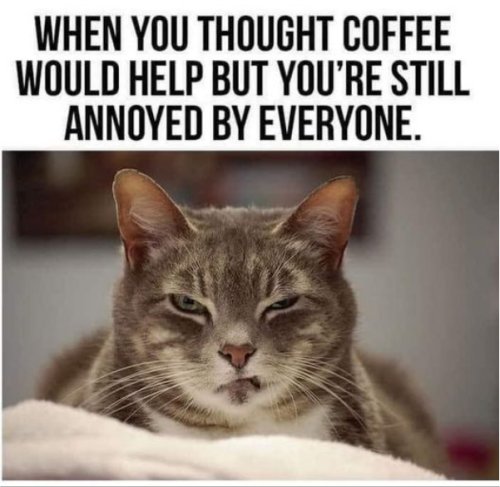 Random Photo: Caturday Coffee Fail - MajorGeeks