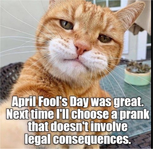 Random Photos: April Fools' Caturday - MajorGeeks