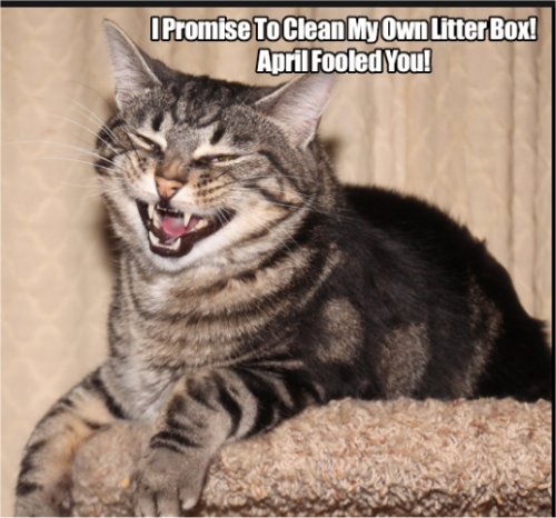 Random Photos: April Fools' Caturday - MajorGeeks