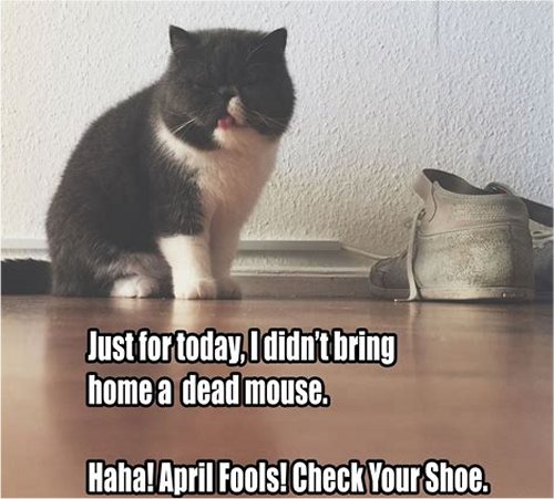Random Photos: April Fools' Caturday - MajorGeeks