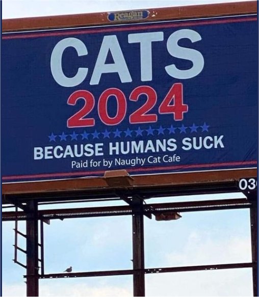 Random Photo: Caturday 2024 - MajorGeeks