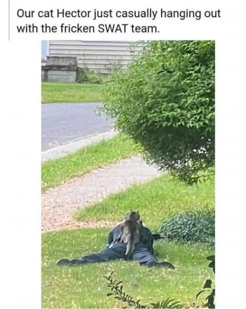 Random Photo: SWAT Caturday - MajorGeeks