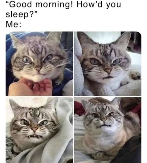 Random Photo: Caturday Morning - MajorGeeks