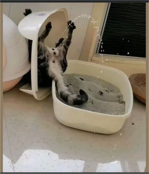 Random Photo: Oopsy Caturday - MajorGeeks