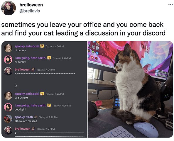 Random Photo: Discord Caturday - MajorGeeks