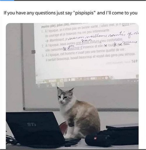 Random Photo: Caturday Lessons - MajorGeeks