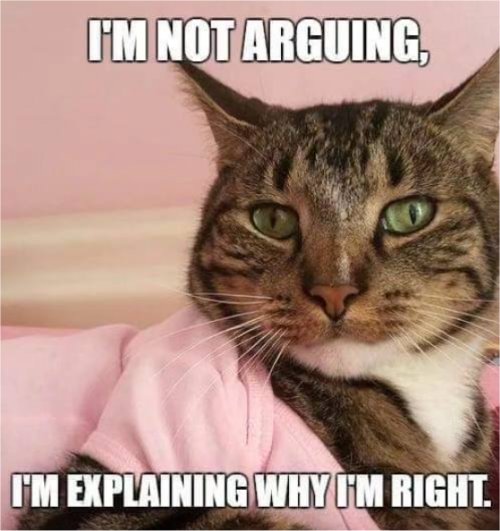 Random Photo: Caturday Arguing - MajorGeeks