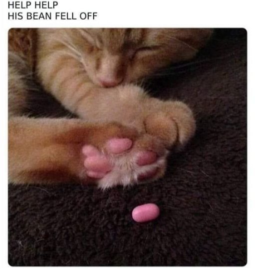 Random Photo: Caturday Help - MajorGeeks