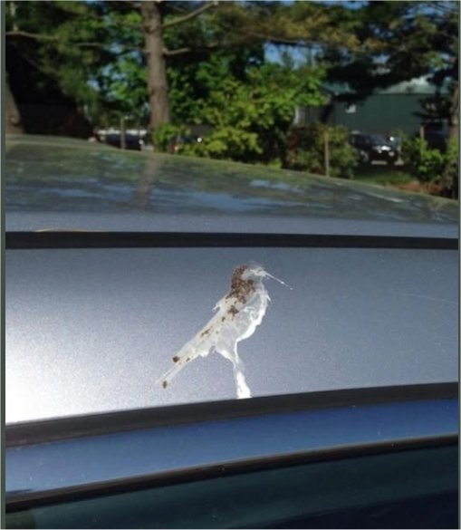 Random Photo: Bird - MajorGeeks