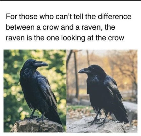 Random Photo: Raven Crow - MajorGeeks