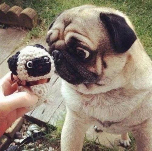 12 Cute Pet Photos for Your Saturday - MajorGeeks