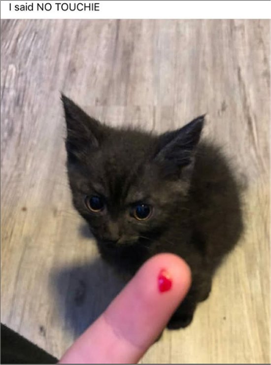 Random Photo: Caturday No Touchie - MajorGeeks