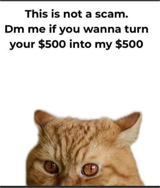 Random Photo: Not a Caturday Scam... Promise - MajorGeeks