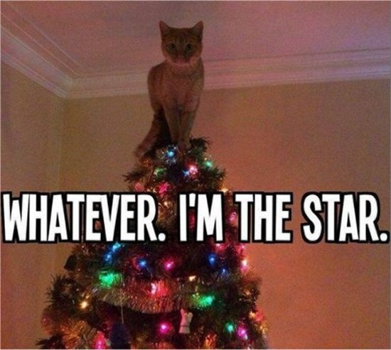 Random Photos: Xmas Memes (16 Photos) - MajorGeeks