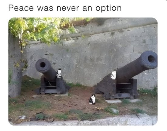 Random Photo: Caturday Peace - MajorGeeks