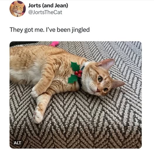 Random Photo: Jingled Caturday - MajorGeeks