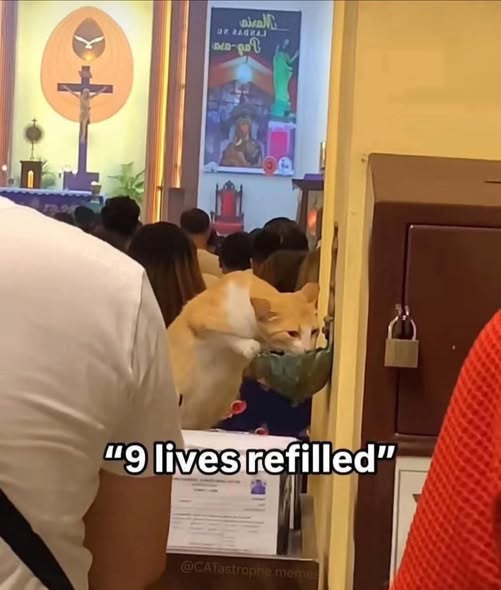 Random Photo: Caturday Refill - MajorGeeks