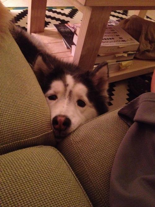 What's up dog? (12 Photos) - MajorGeeks