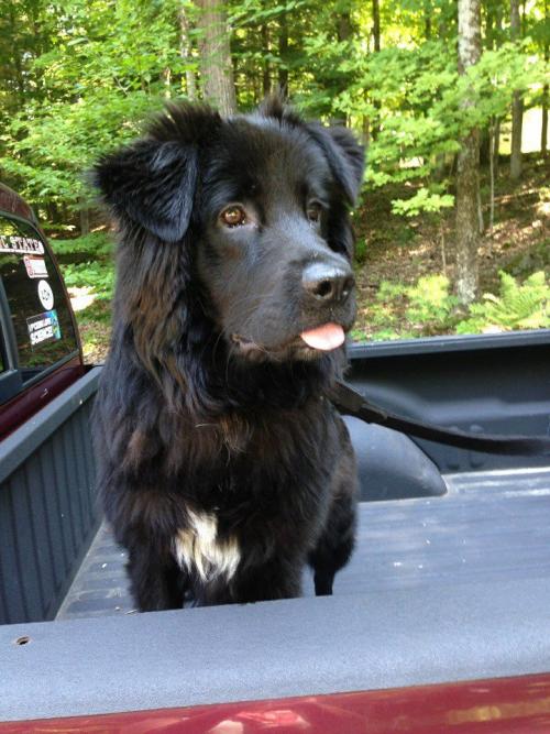 What's up dog? (12 Photos) - MajorGeeks