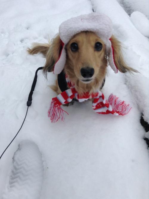 What's up dog? (12 Photos) - MajorGeeks