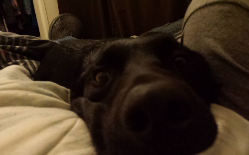 What's up dog? (7 Photos) - MajorGeeks