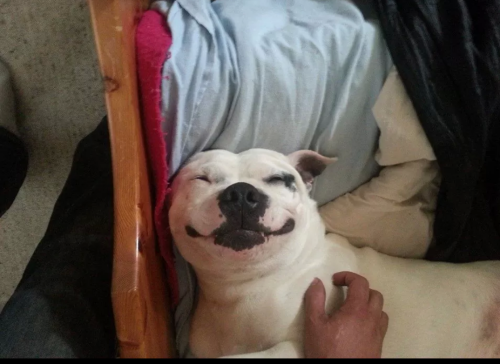 What's up dog? (11 Photos) - MajorGeeks