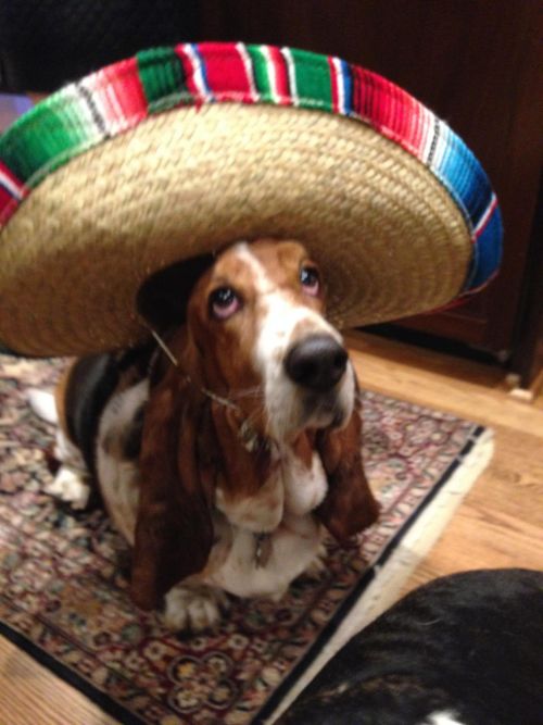 What's up dog? (6 Photos) - MajorGeeks