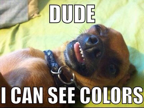 What's up dog? (6 Photos) - MajorGeeks