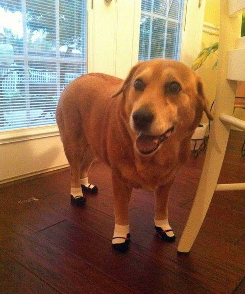 What's up dog? (6 Photos) - MajorGeeks