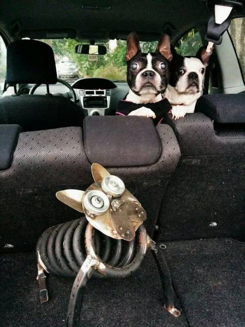 What's Up Dog? (5 Photos) - MajorGeeks