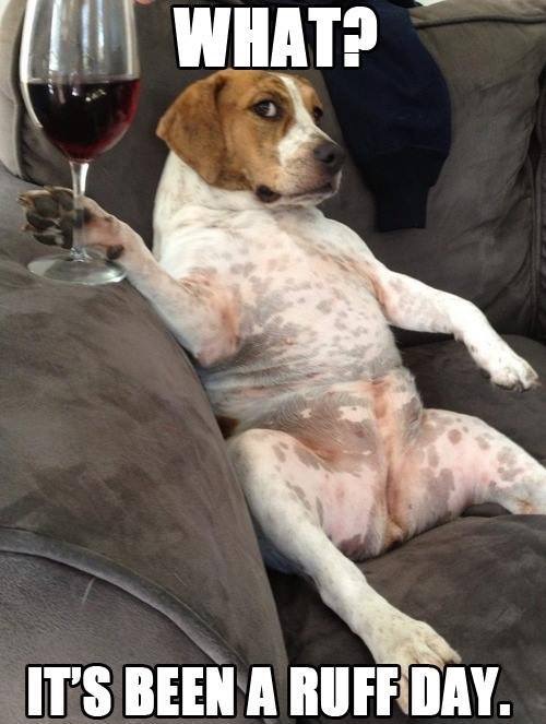 What's Up Dog? (5 Photos) - MajorGeeks