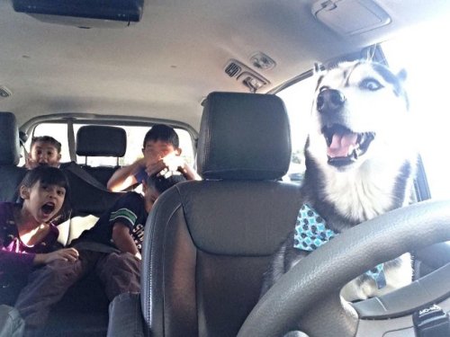 What's up dog? (8 Photos) - MajorGeeks