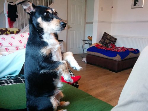 What's up dog? (8 Photos) - MajorGeeks