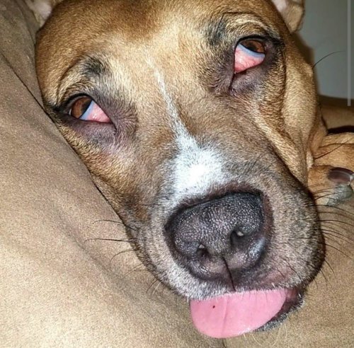 What's up dog? (8 Photos) - MajorGeeks