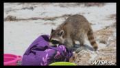 Florida Friday: Even the raccoons are shady in Florida (VIDEO) - MajorGeeks